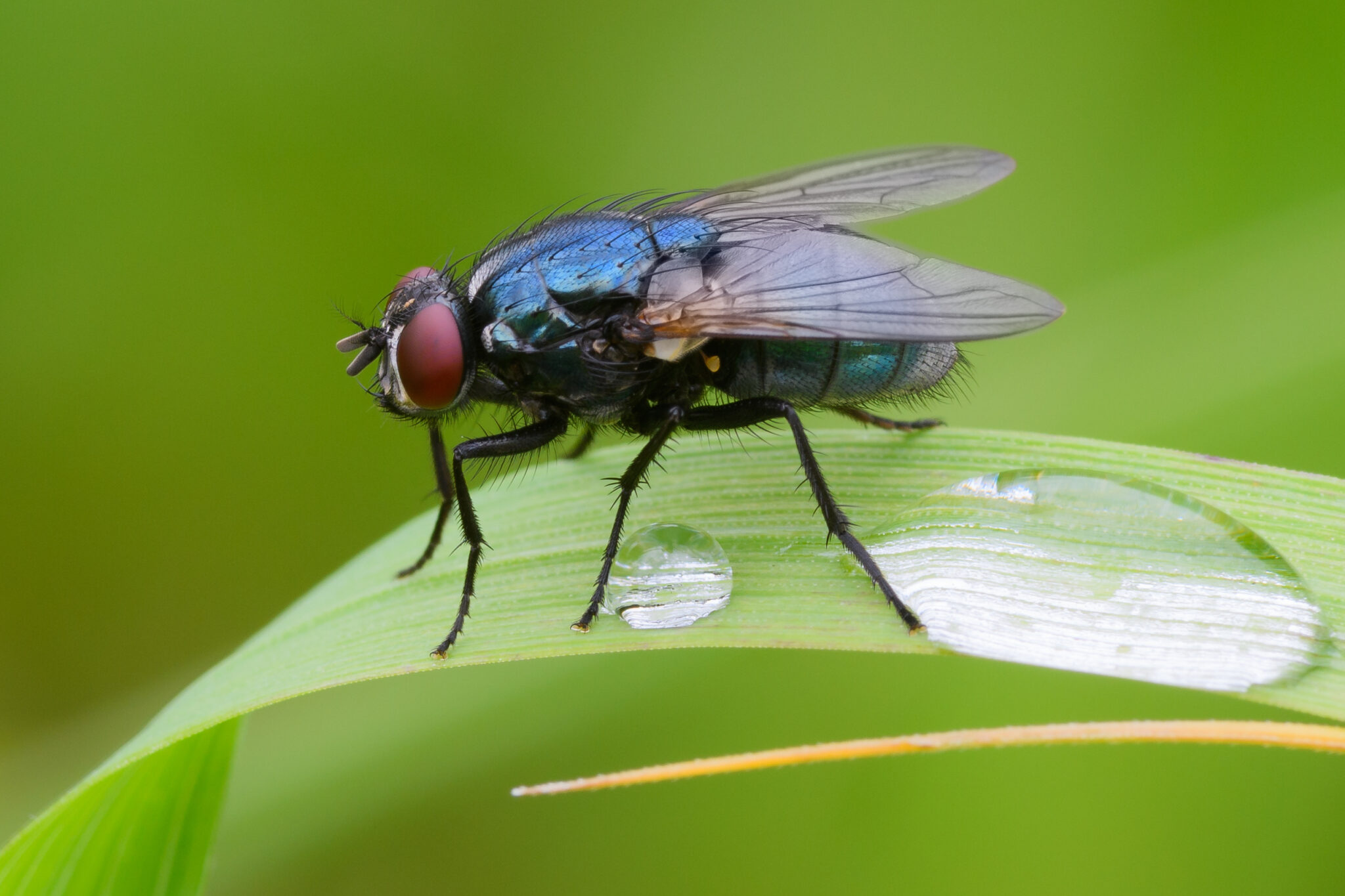 Fly Pest Control Services | DALPEST Pest Solutions