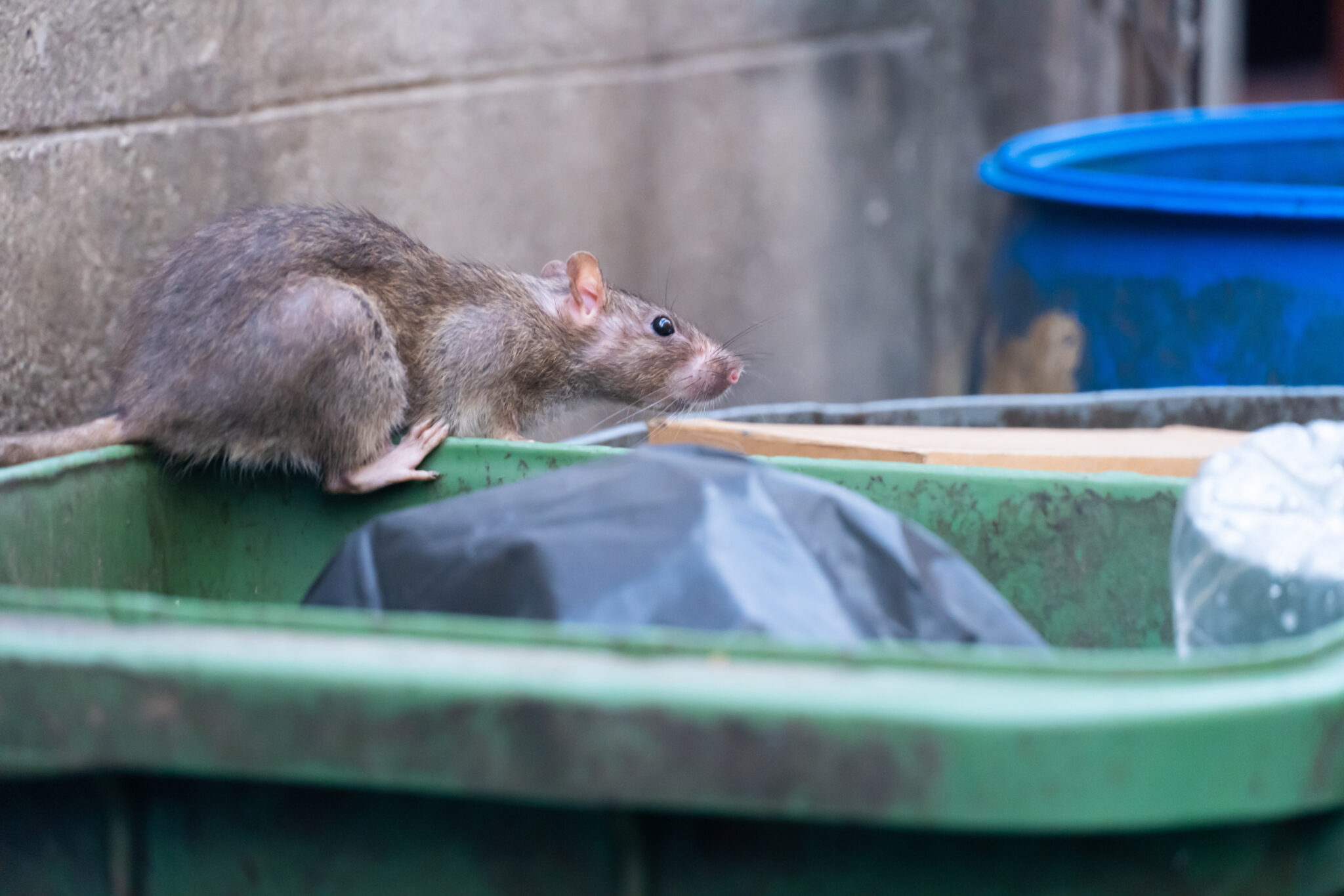 DALPEST PEST SOLUTIONS ERADICATE RAT INFESTATION