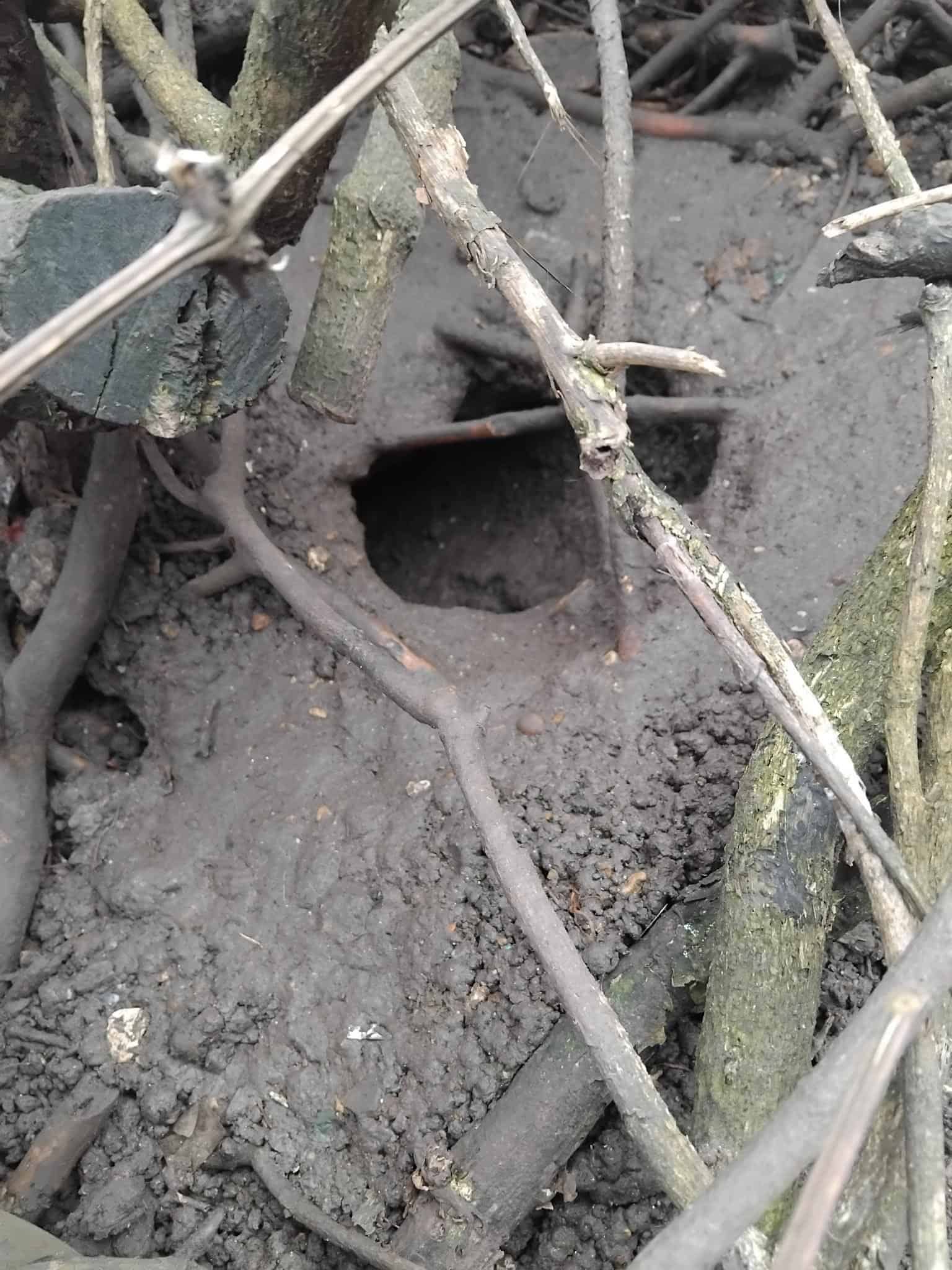 DALPEST PEST SOLUTIONS ERADICATE RAT INFESTATION