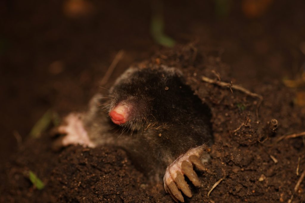 Mole Pest Control Services | DALPEST Pest Solutions - 24/7 Pest Control
