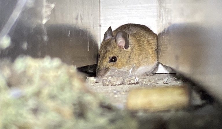 Mice Pest Control Services | DALPEST Pest Solutions - 24/7 Pest Control