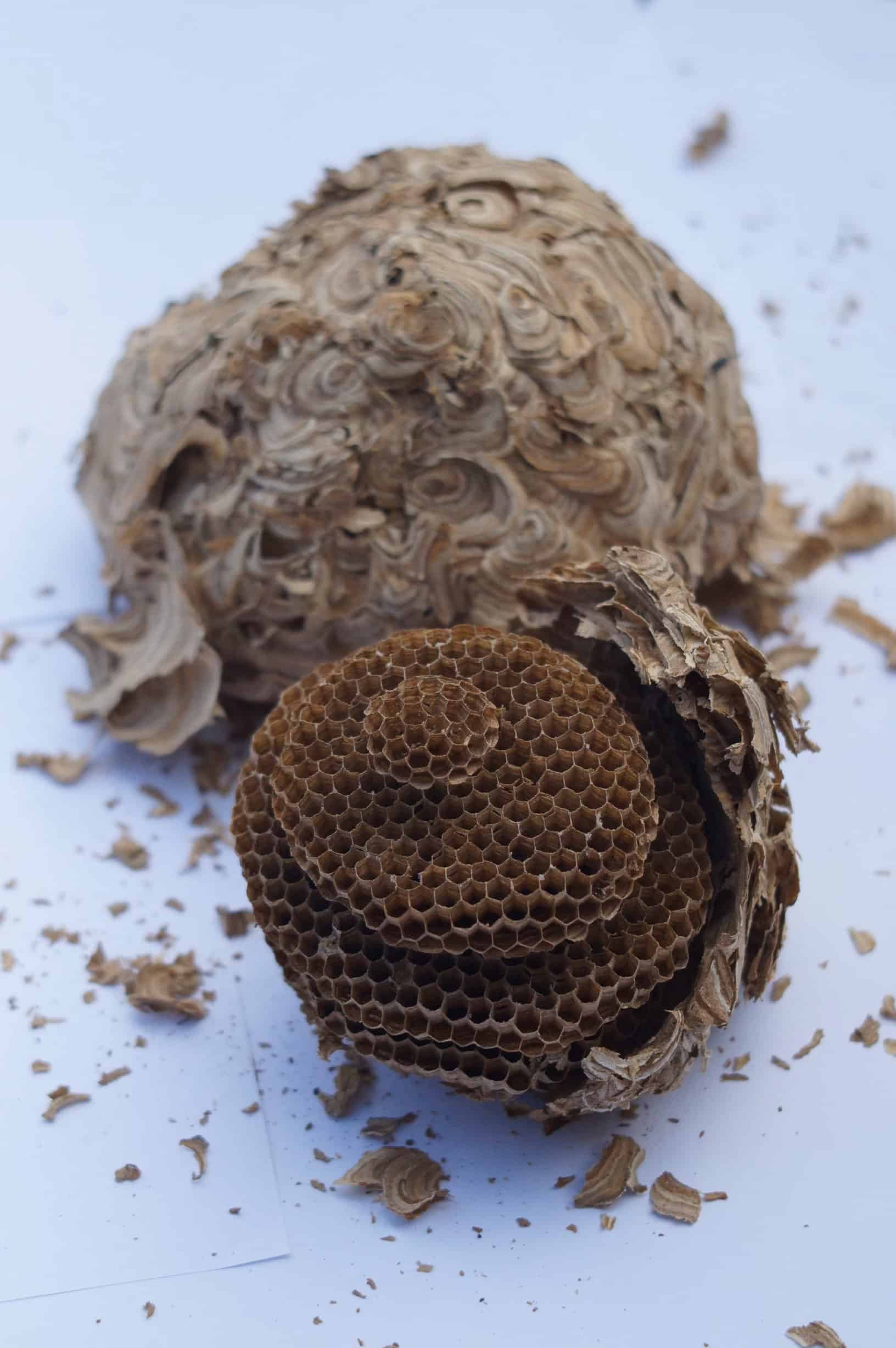 WEIRD AND WONDERFUL WASP NESTS - DALPEST